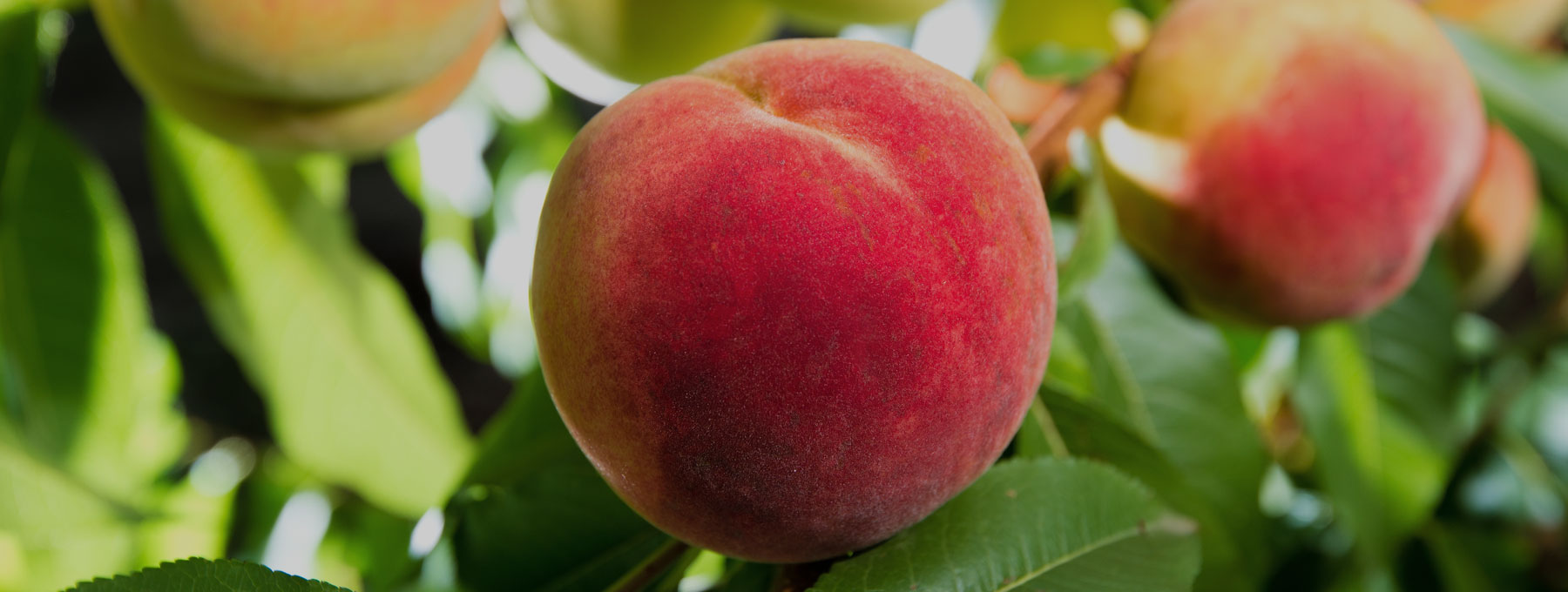 ¿Qué es la cutícula vegetal?? | Cultiva