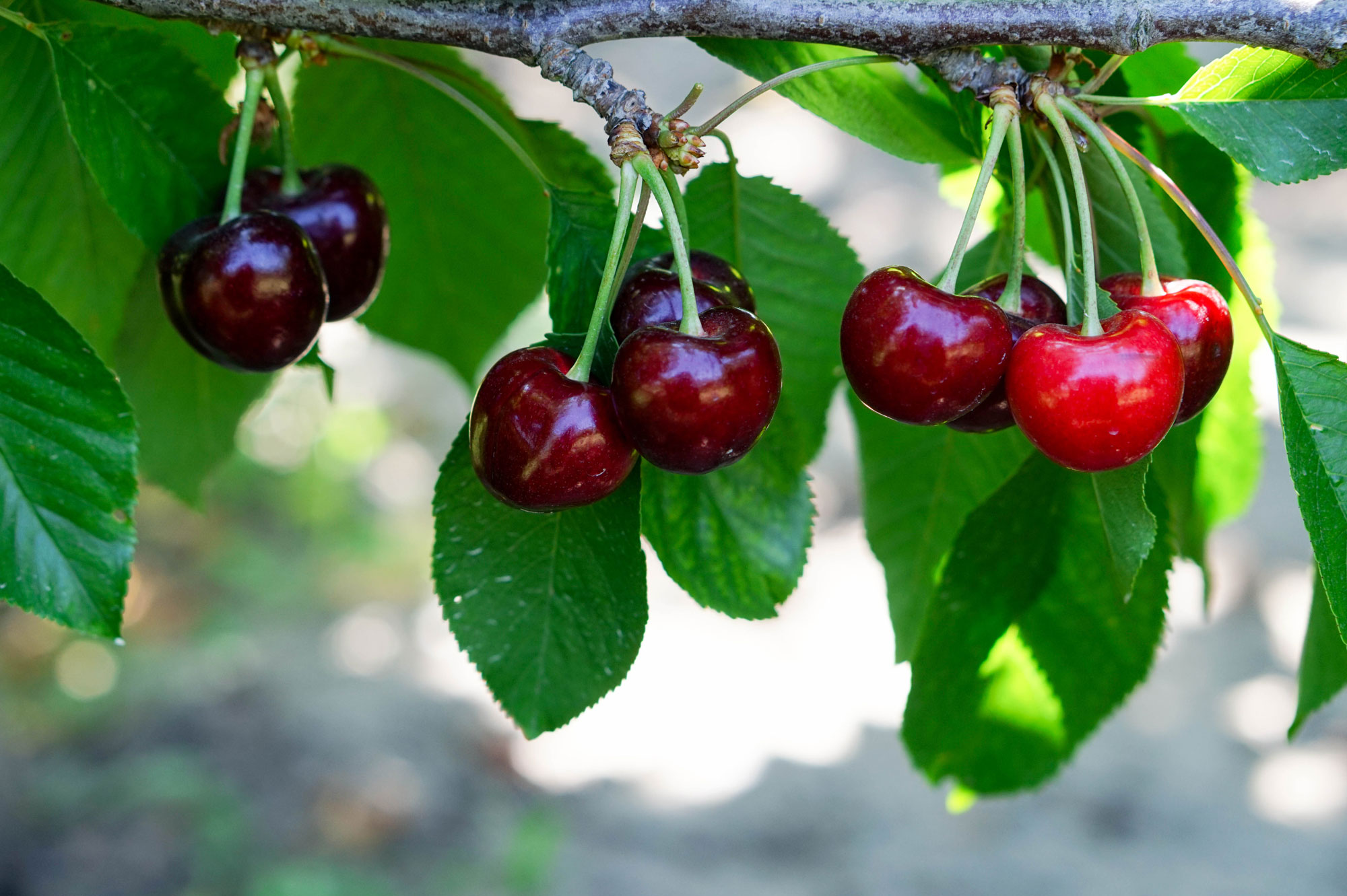 Preventing Cherry Cracking with Brian Tipton | Cultiva