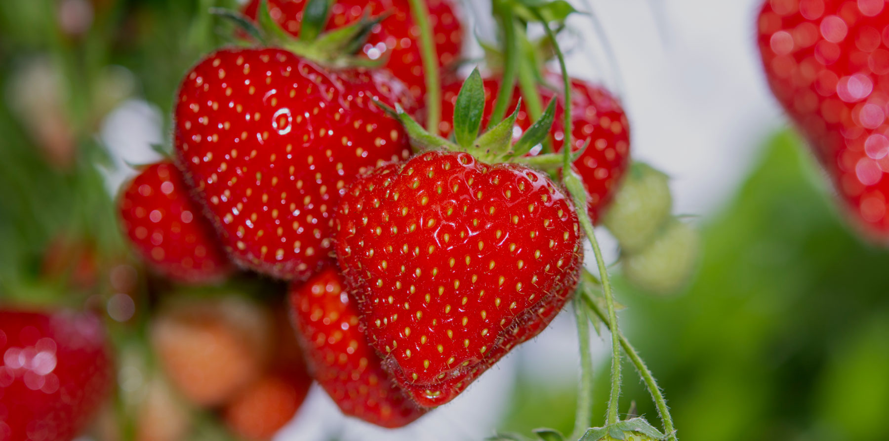 Berry Crops Product Guide | Cultiva